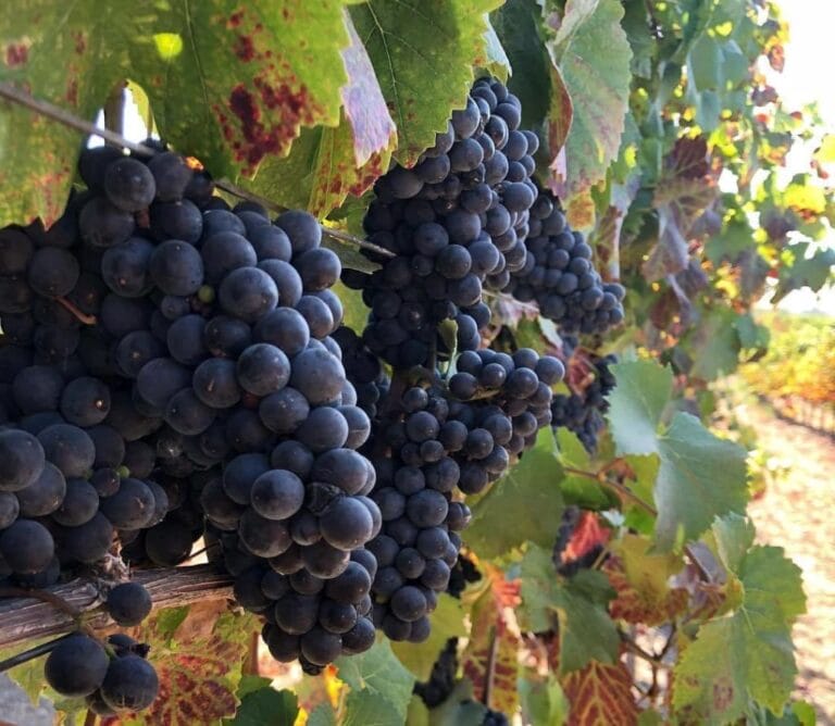 How to Pronounce Pinot Noir like a Pro - What Does it Mean?